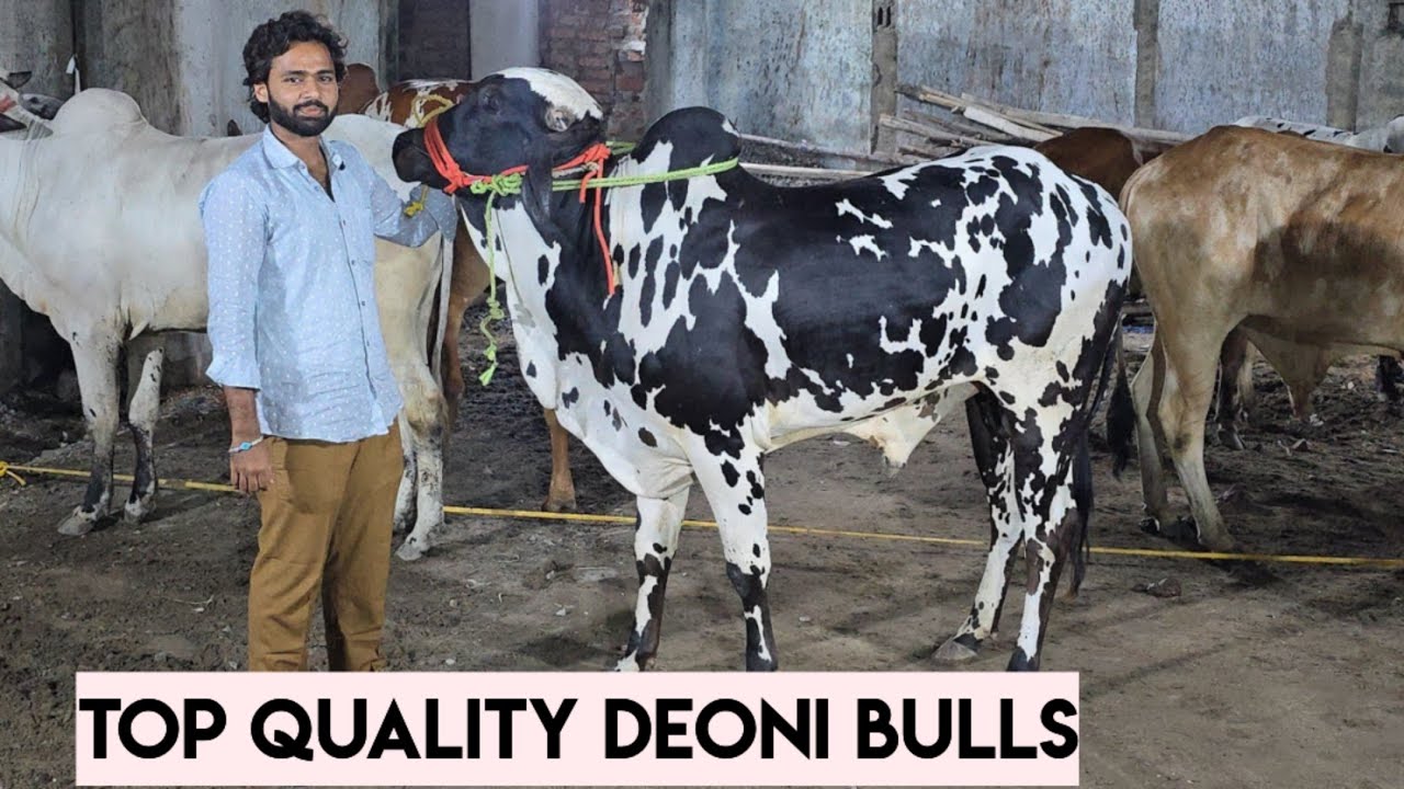 Top Quality deoni bull's in Hyderabad Asif nagar | khubsurat bade ...
