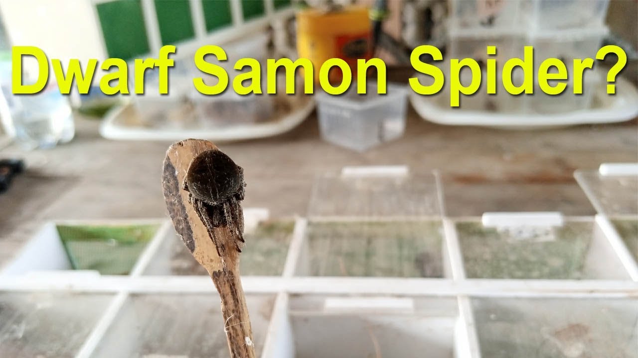 Dwarf Samon Spider - YouTube