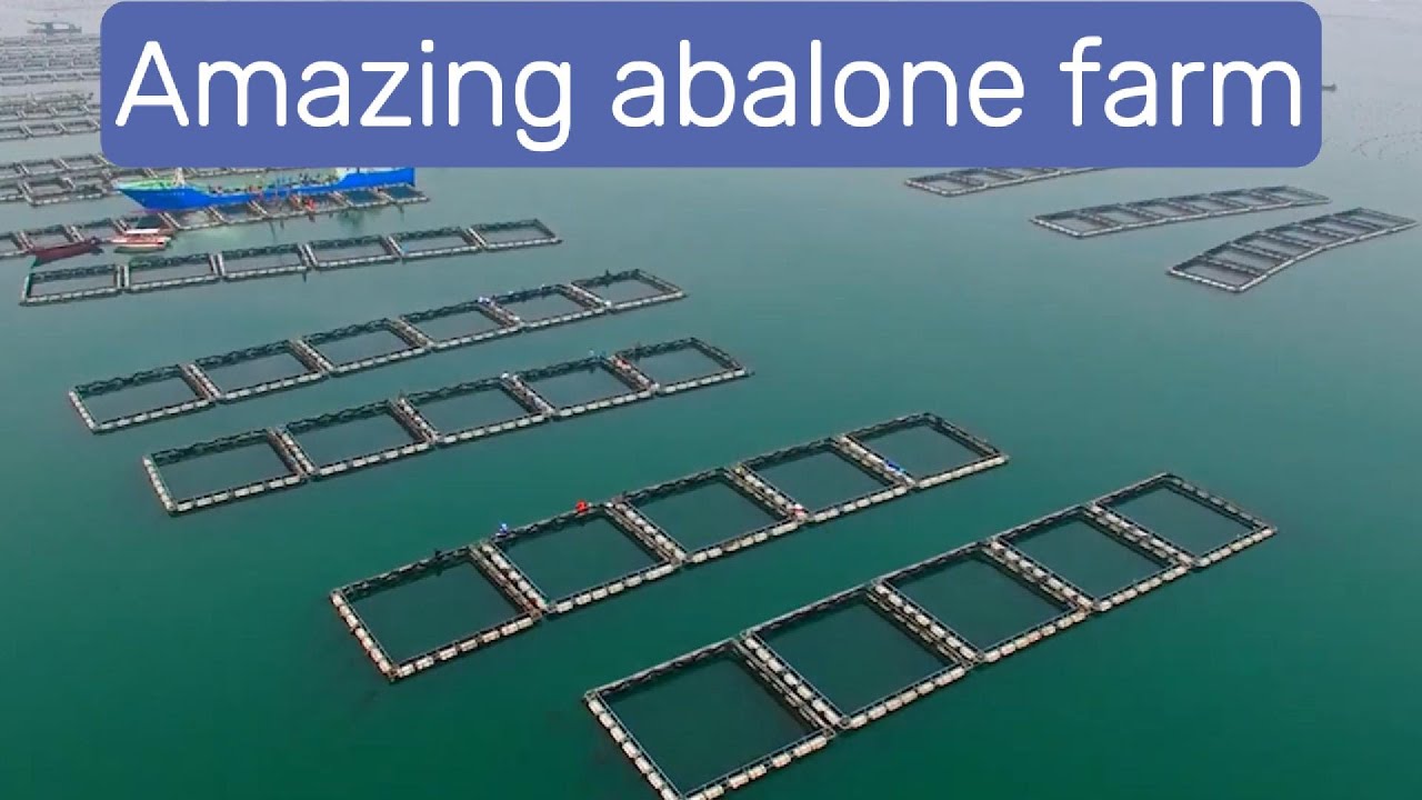 Amazing abalone farm - YouTube
