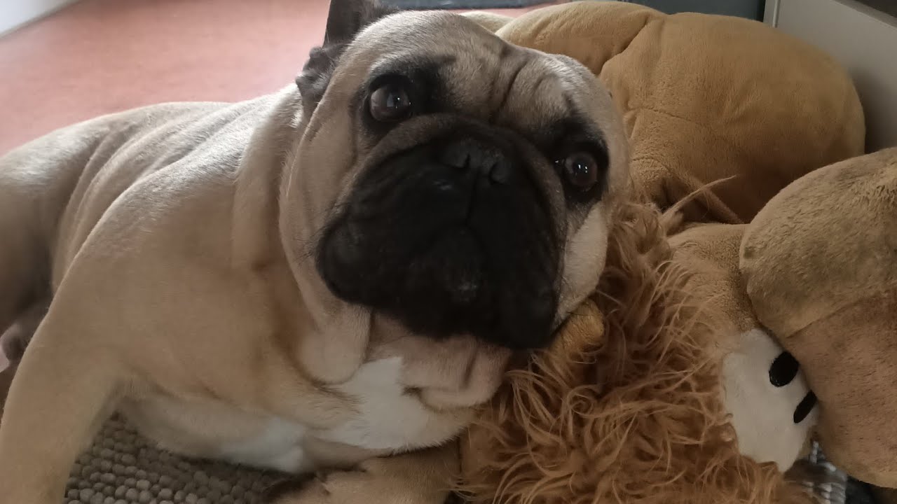 Frenchie Enjoying A Delicious Pie | Khan The Fat French Bulldog - YouTube