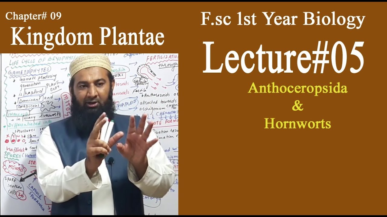 Biology Ch#09-Lecture#05 Anthoceropsida | Hornworts (F.Sc 1st Year ...