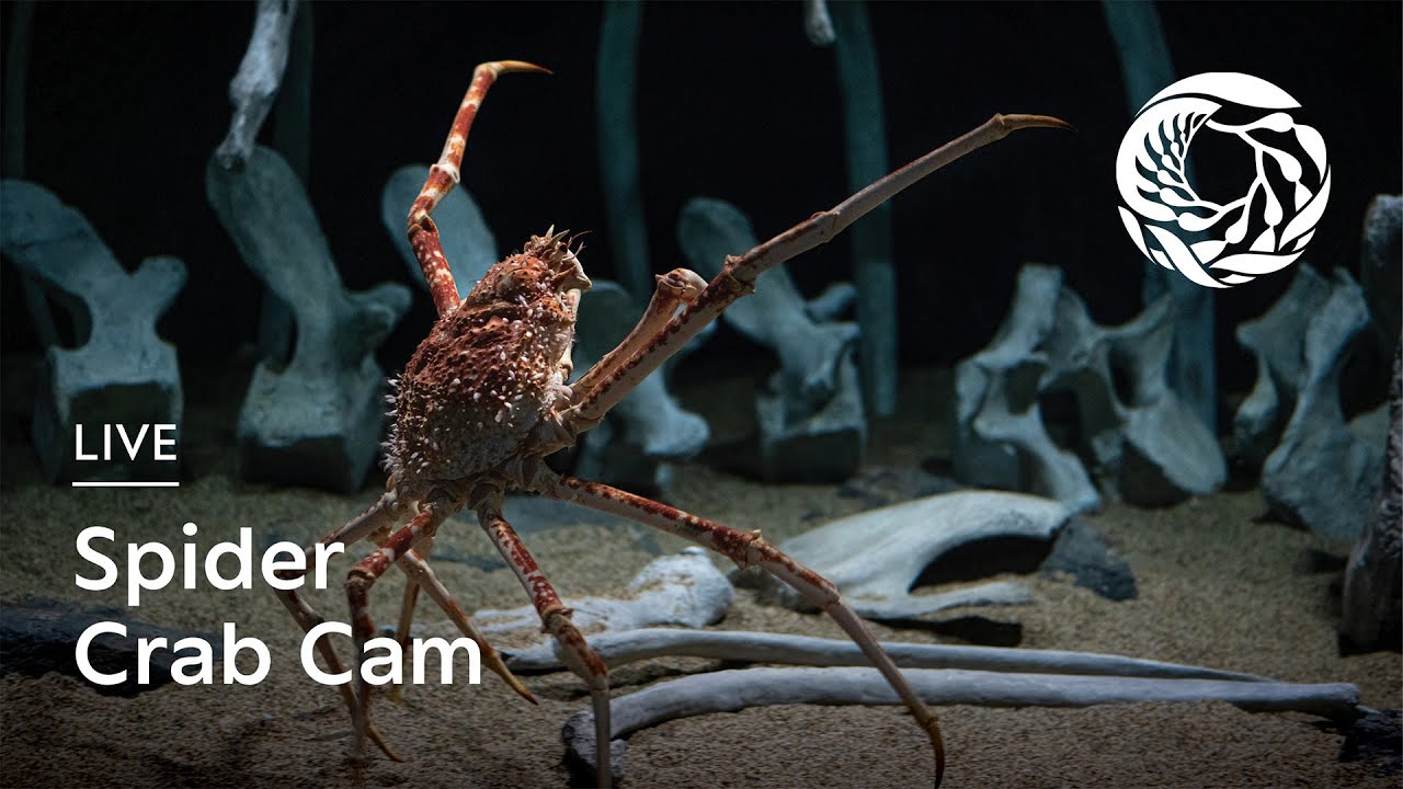 Spider Crab