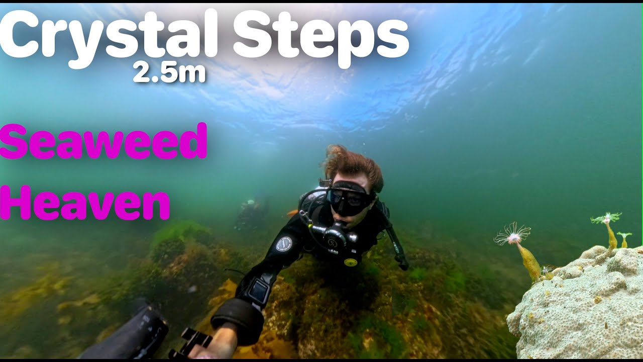 [Crystal Steps] Amazing seaweed reef #DIVE at Williamstown - YouTube