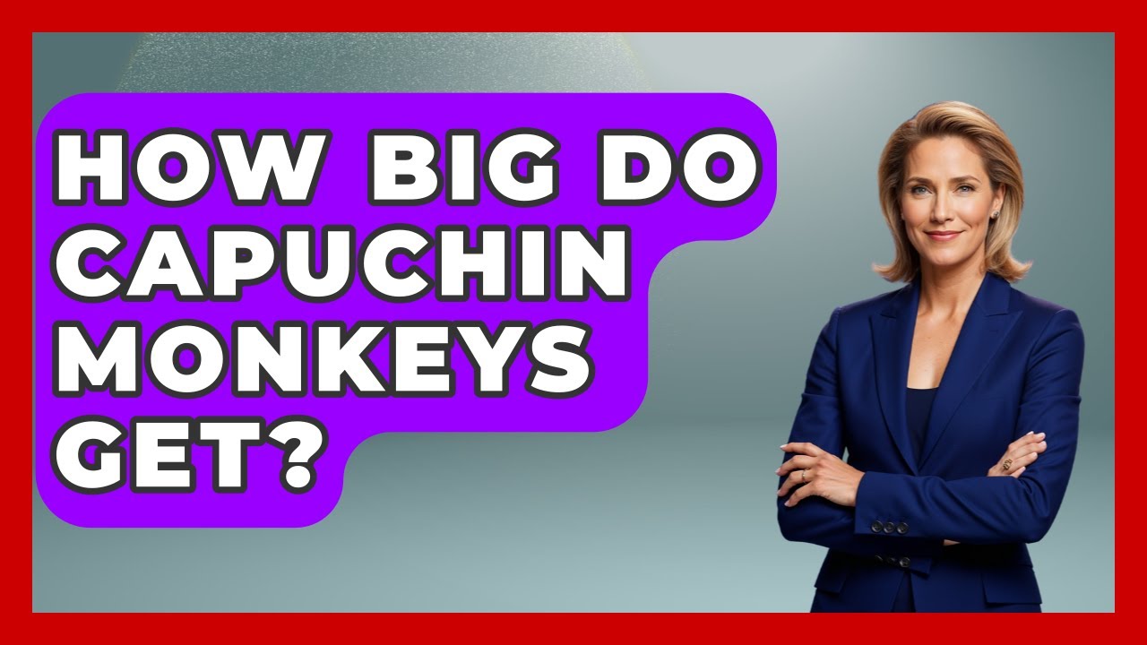 How Big Do Capuchin Monkeys Get? - The Wild Life Explorer - YouTube