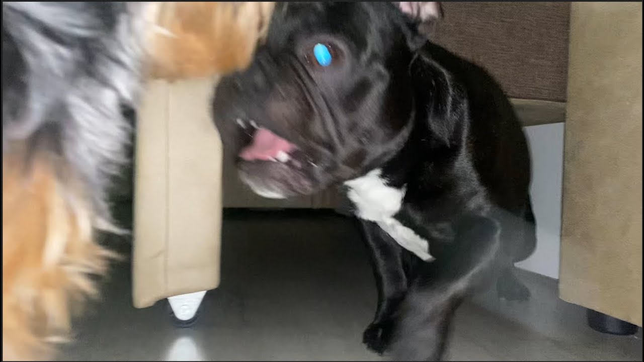 How do French Bulldog and Yorkie live? - YouTube