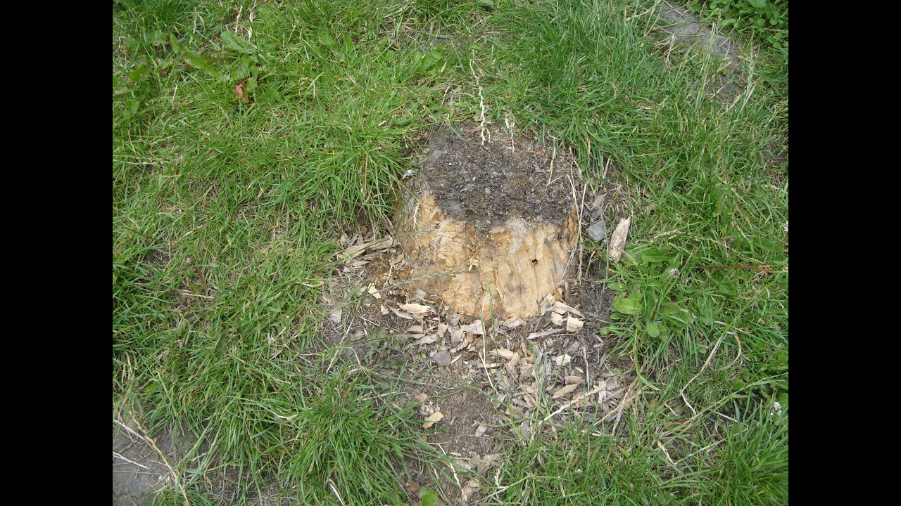 Tree stump removal - cheap and easy - YouTube