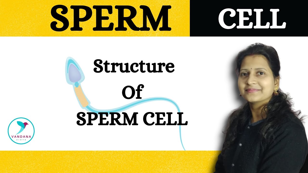 How to Draw structure of SPERM CELL || CLASS 10th-12th|| BIOLOGY|| #vv ...
