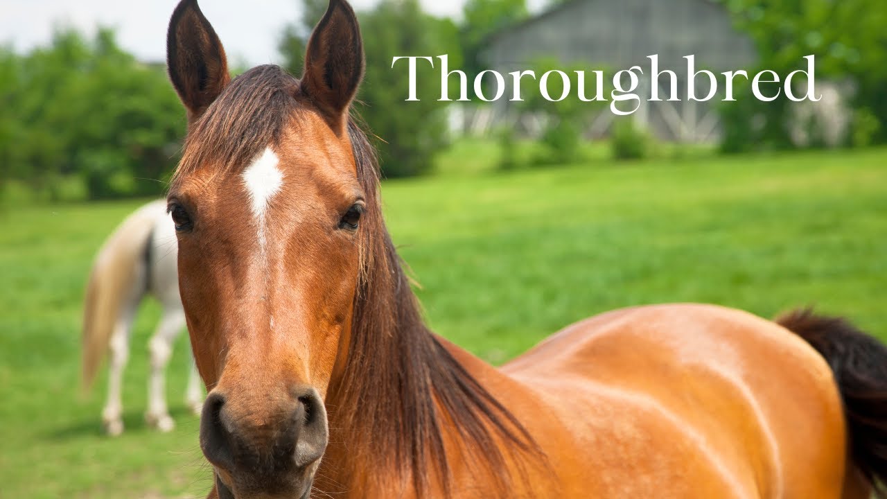 Thoroughbred | The Speed King of Sport Horses - YouTube