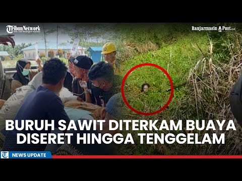 Viral Detik-Detik Warga Selamatkan Wanita Diterkam Buaya, Korban Berhasil Diselamatkan