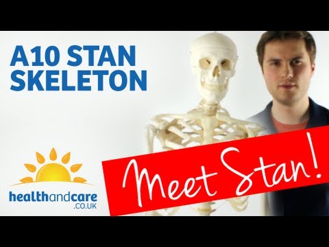 Meet the Anatomical Model Skeleton Stan A10 - YouTube
