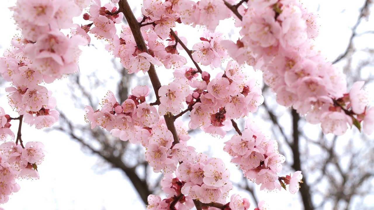 La alogamia, ¿qué es? #mundotv - YouTube