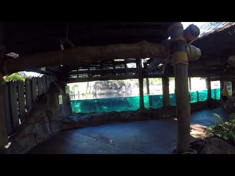 HIPPO POOPING: Exploring Busch Gardens Day 13