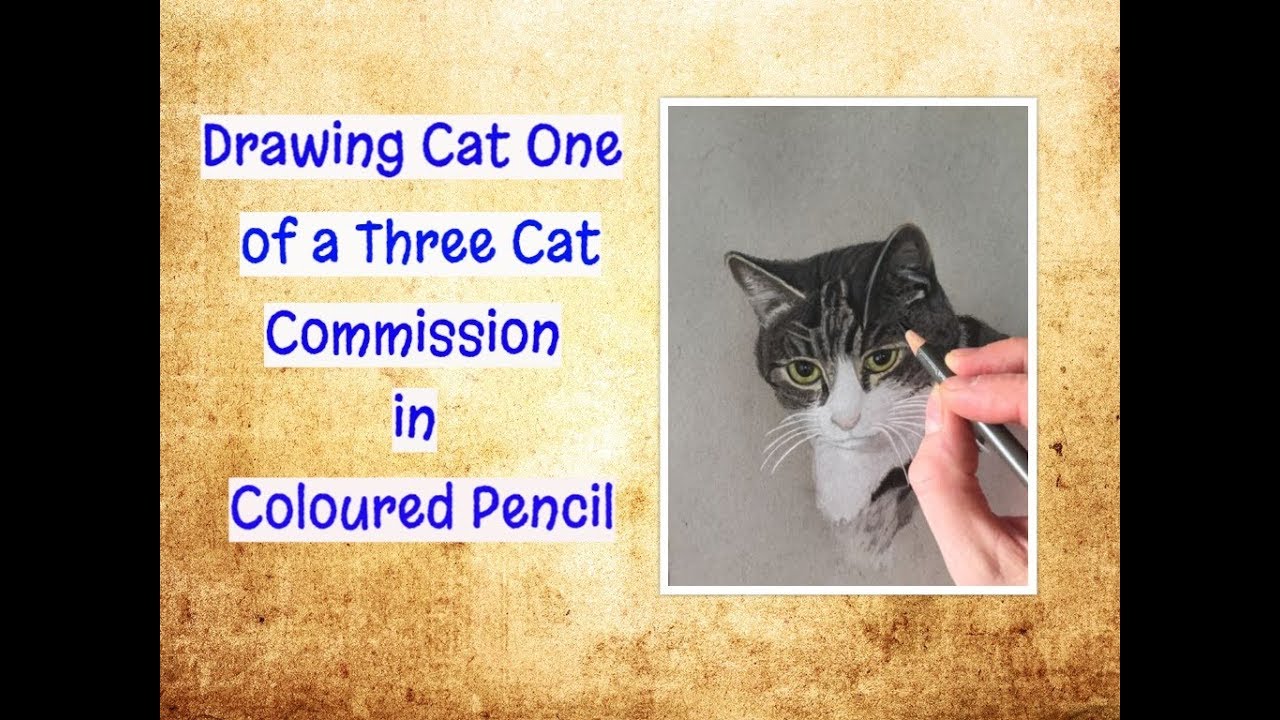 Drawing Cat 1 of a 3 Cat Commission in Coloured Pencils on Grey Tone ...