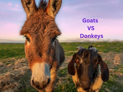 Goats VS Donkeys - YouTube