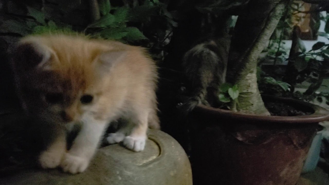 kucing super aktif - YouTube