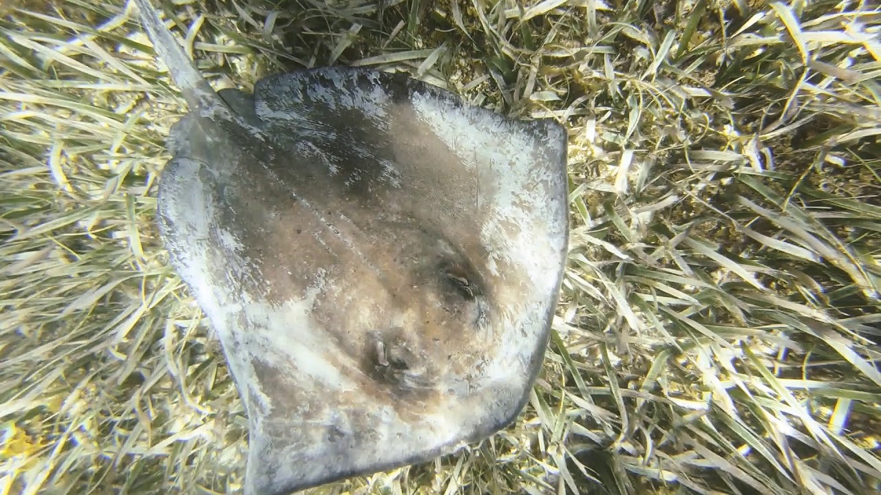 Rays and Eels in Belize Large - YouTube
