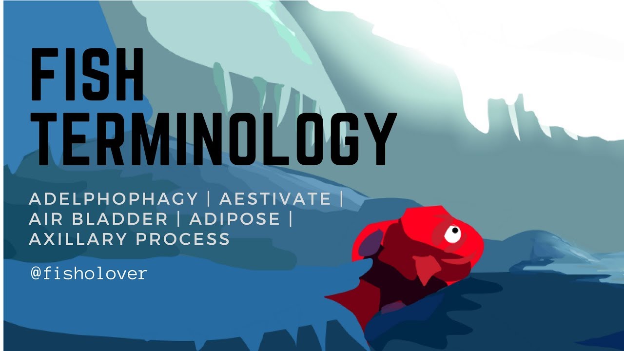 Fish Terminology: Adelphophagus | Aestivate | Air Bladder | Adipose ...