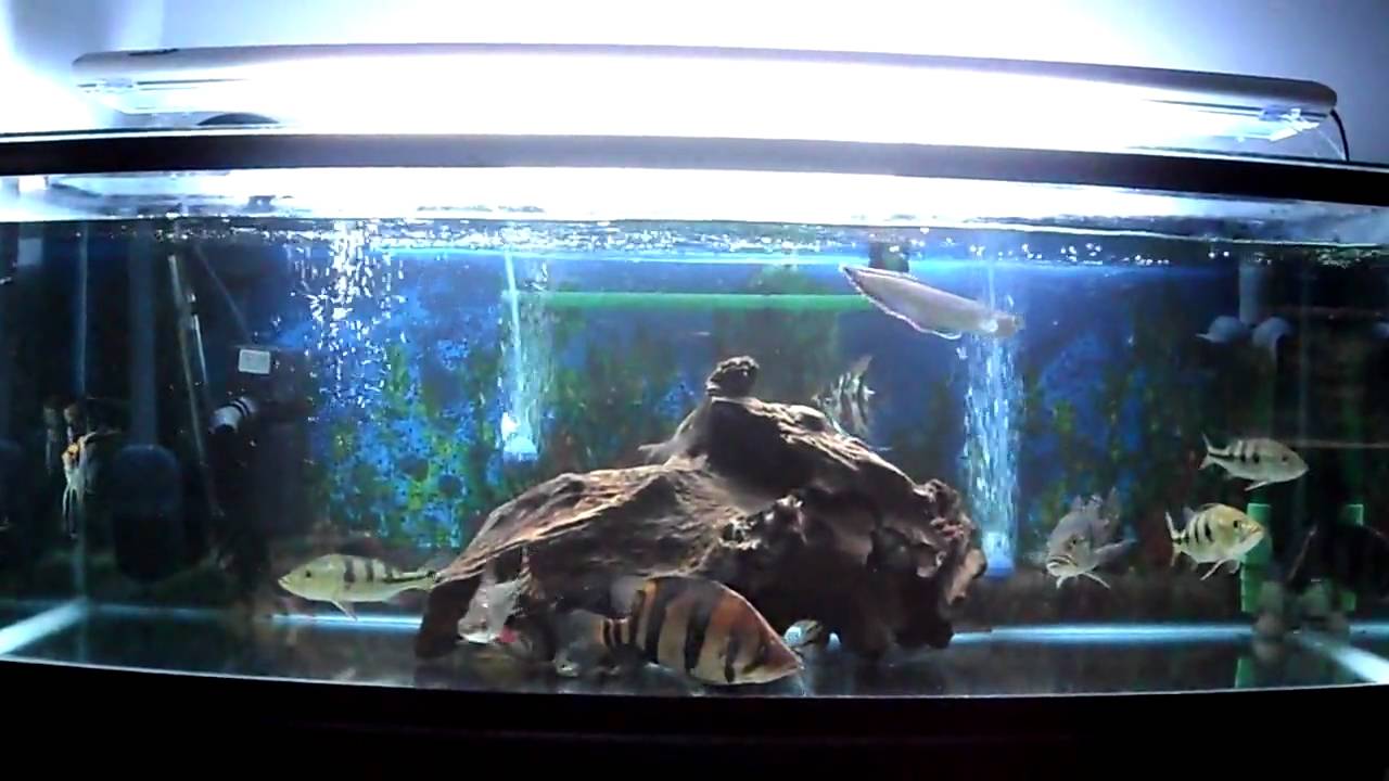 60 Gallon Freshwater tank - YouTube