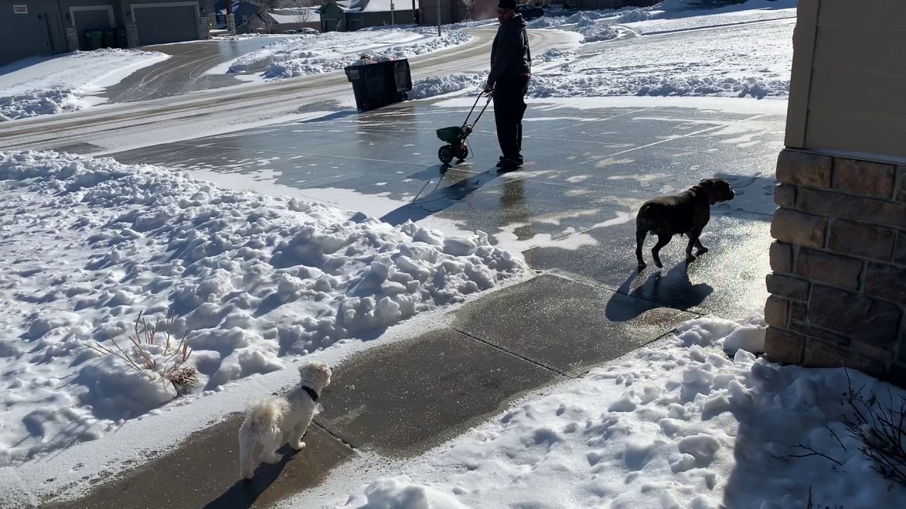 Dogs Slide down Icy Driveway - YouTube