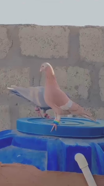 Lalgarh dar pigeon lover subscribe my channel - YouTube