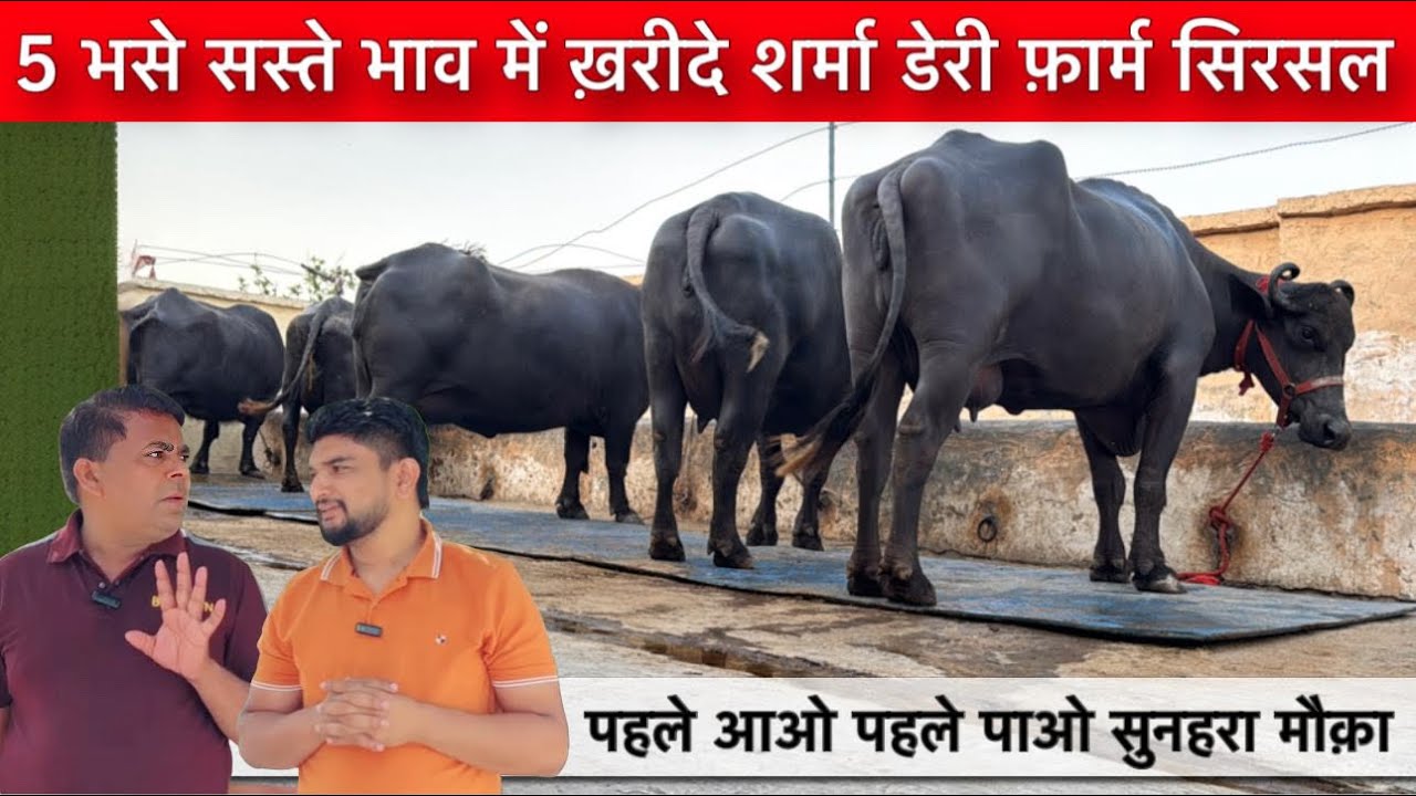 5 भसै ताज़ा ब्याई सस्ते भाव में सुनहरा मौक़ा पहले आओ पहले पाओ Shrma ...