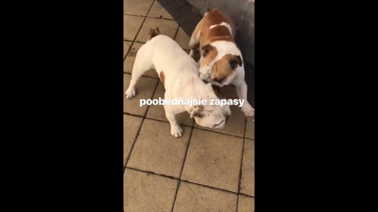 english bulldog, sibling Fight Scene - YouTube
