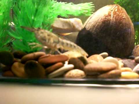 mini akvariumas 4 - YouTube
