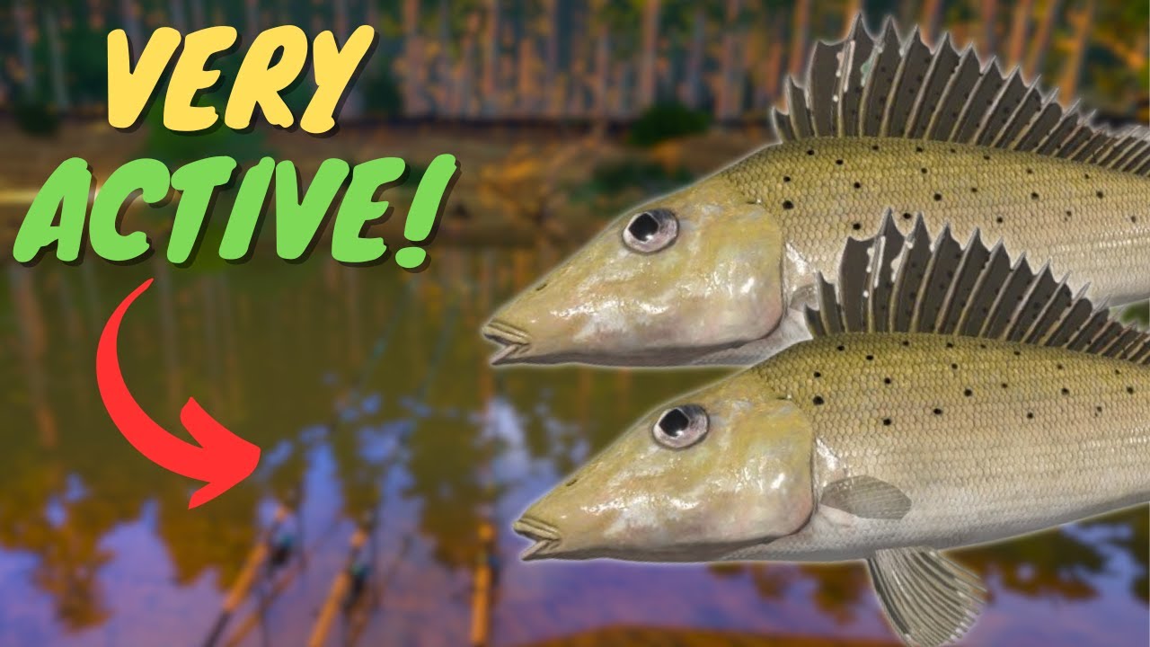 VERY ACTIVE DONETS RUFFE SPOT IN WINDING RIVULET! #946 Russian fishing ...