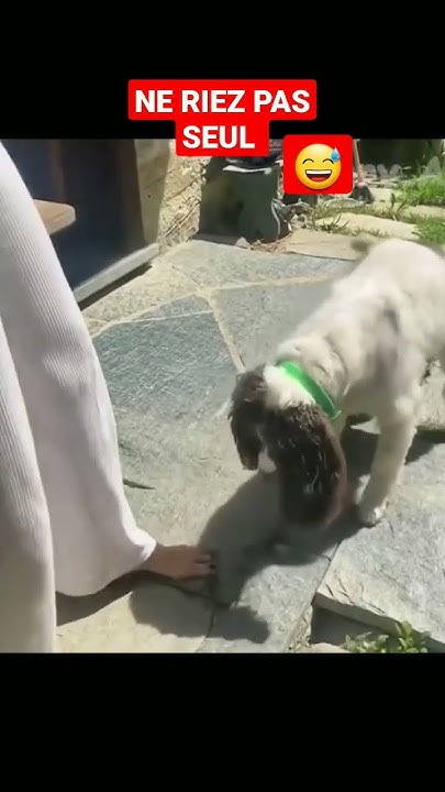 Ne Peux Pas RÉsister Regarde JusquÀ La Fin 😅 Youtube