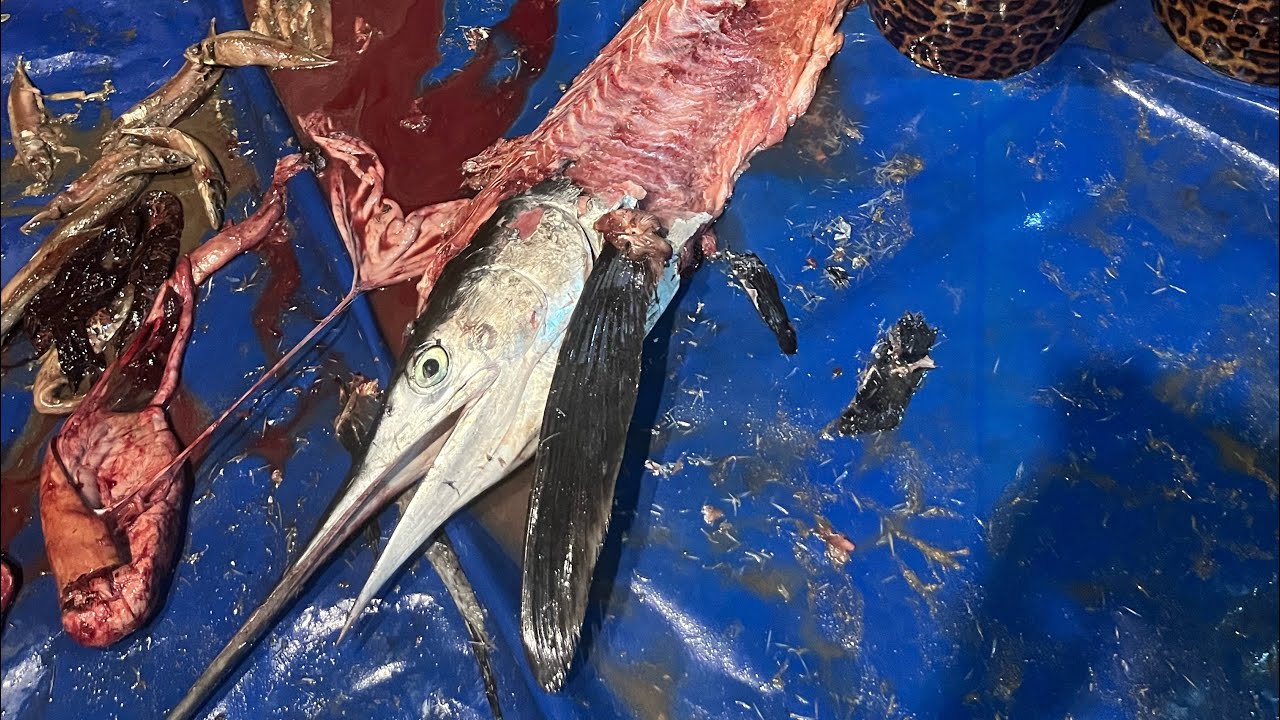 Marlin blanc - YouTube