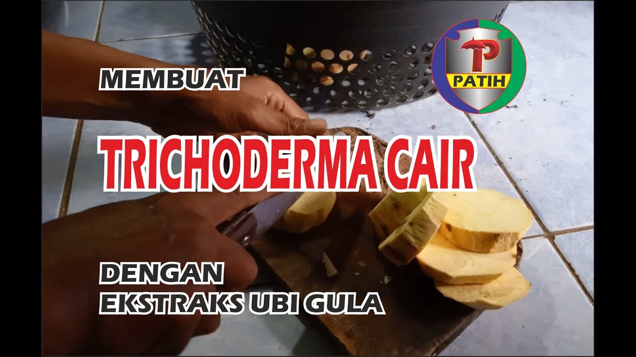 MEMBUAT TRICHODERMA CAIR DENGAN EKSTRAK UBI GULA - YouTube