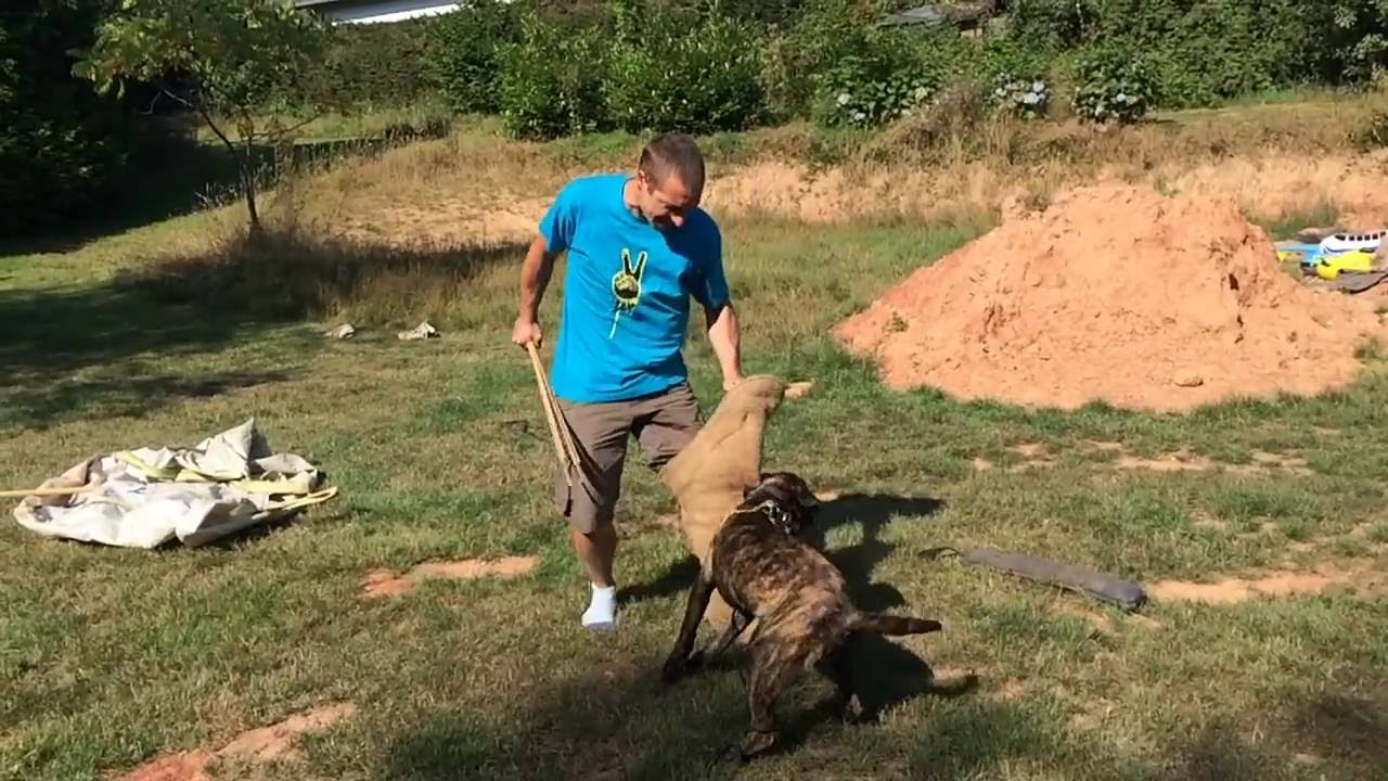 Entraînement musclé avec un chien - YouTube