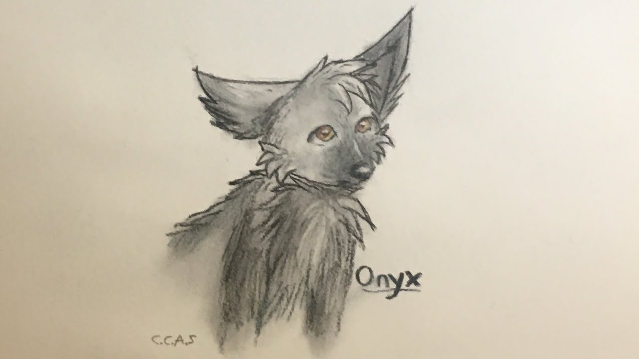 Drawing Onyx The Fox With Charcoal!!! - YouTube