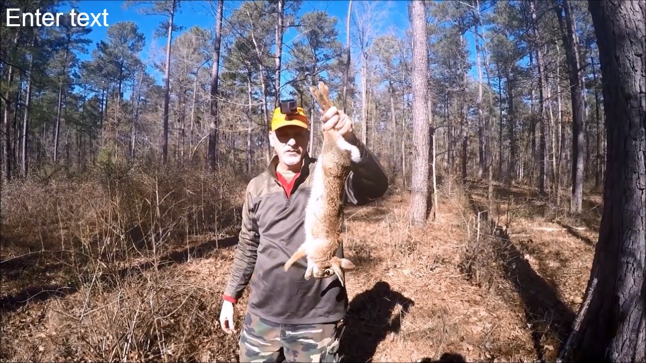 1 fun Rabbit Hunt , Jordan Lake Rabbit Hunting with Beagles - YouTube