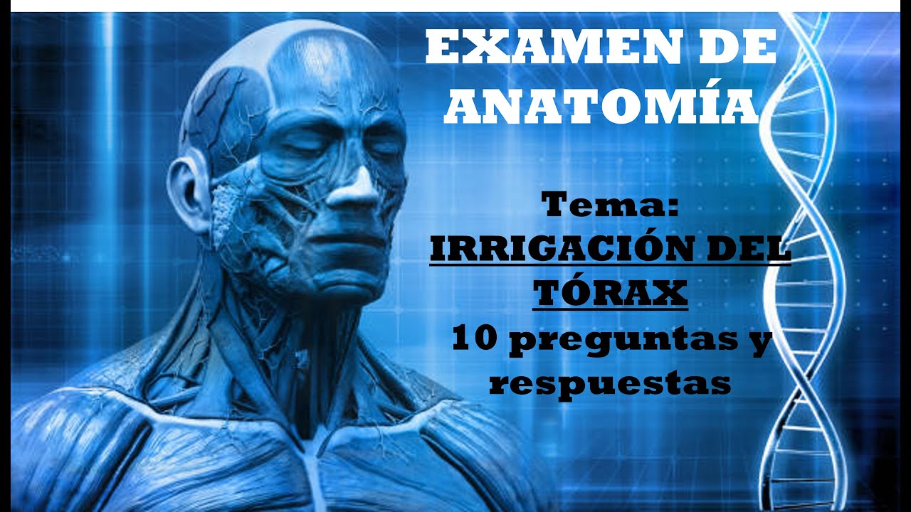 Test sobre irrigación del tórax: 10 preguntas y la explicación de sus ...