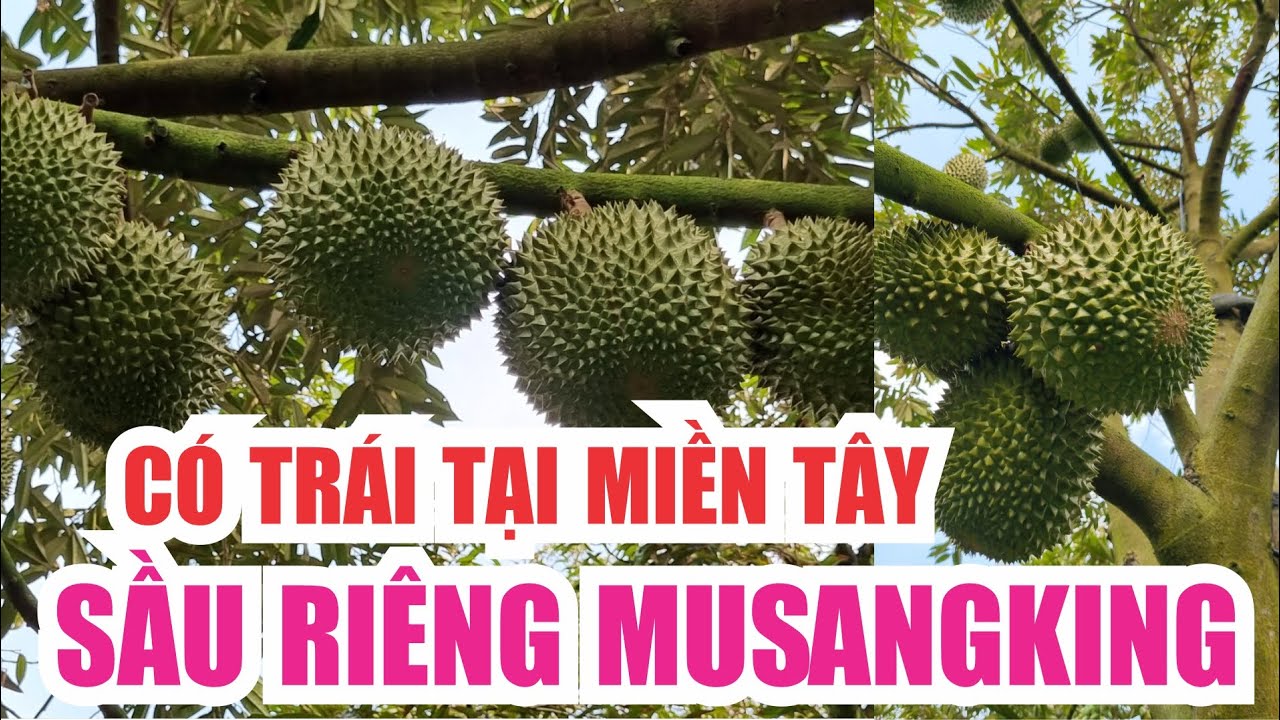 Musangking có trái tại miền Tây đậu trái 100% - QUÁ VUI VÀ QUÁ XUẤT SẮC ...
