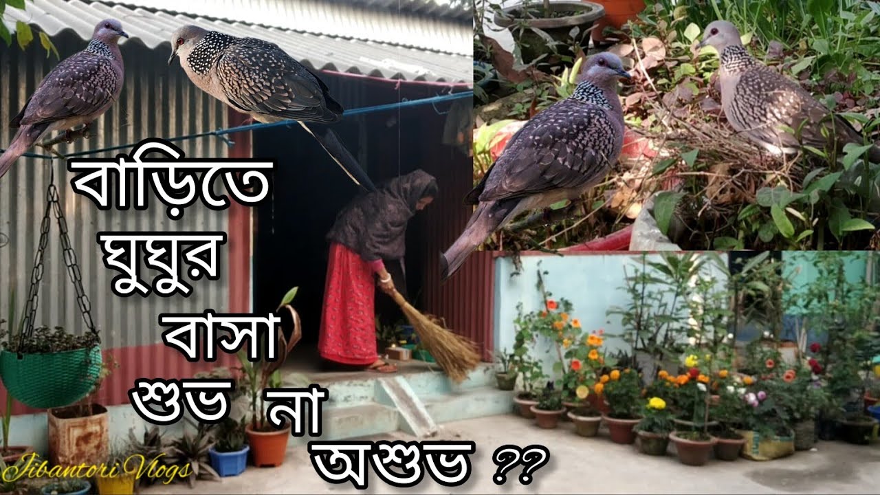 বাড়িতে ঘুঘুর বাসা থাকলে কি হয়?? বাড়িতে ঘুঘু পাখি আসলে কি হয় ...