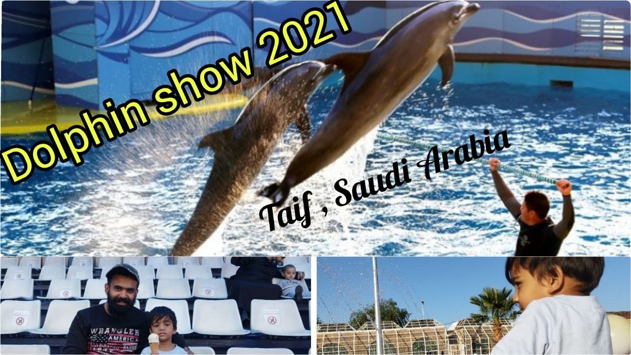 Dolphin Show in Taif, Saudi Arabia 2021 | Explore Saudi Arabia | Saudi ...