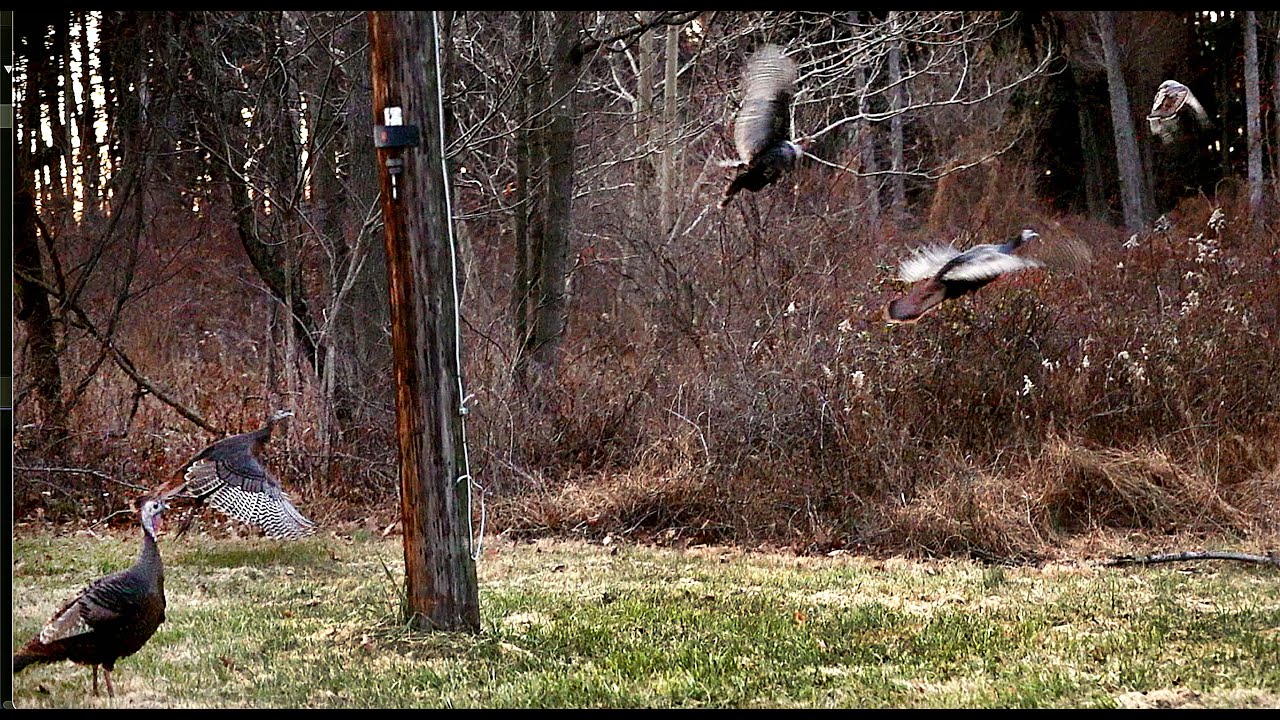 Wild Turkeys Fly to Trees for the Night in Slow Motion - YouTube