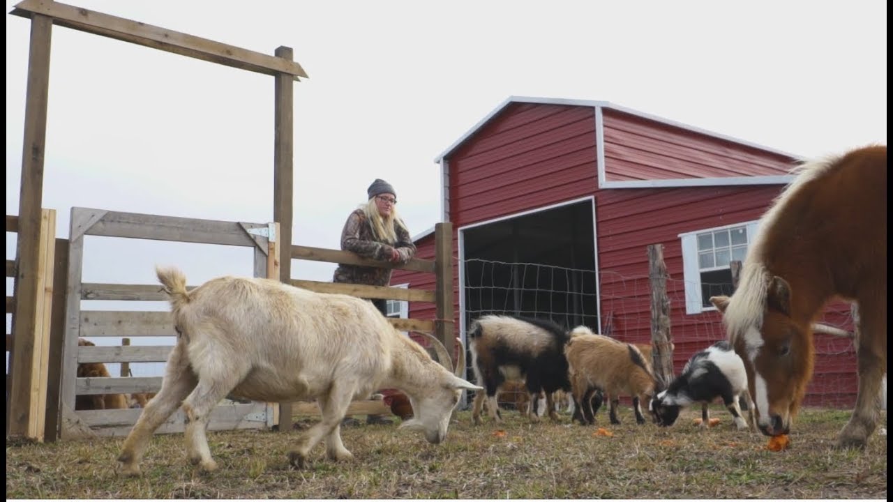 Owning goats: Pro and Con discussion! Shed to House conversion - YouTube