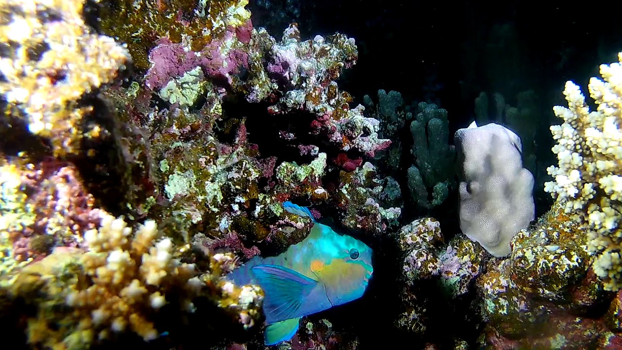 Ryba papuga śpiąca w rafie koralowej - YouTube