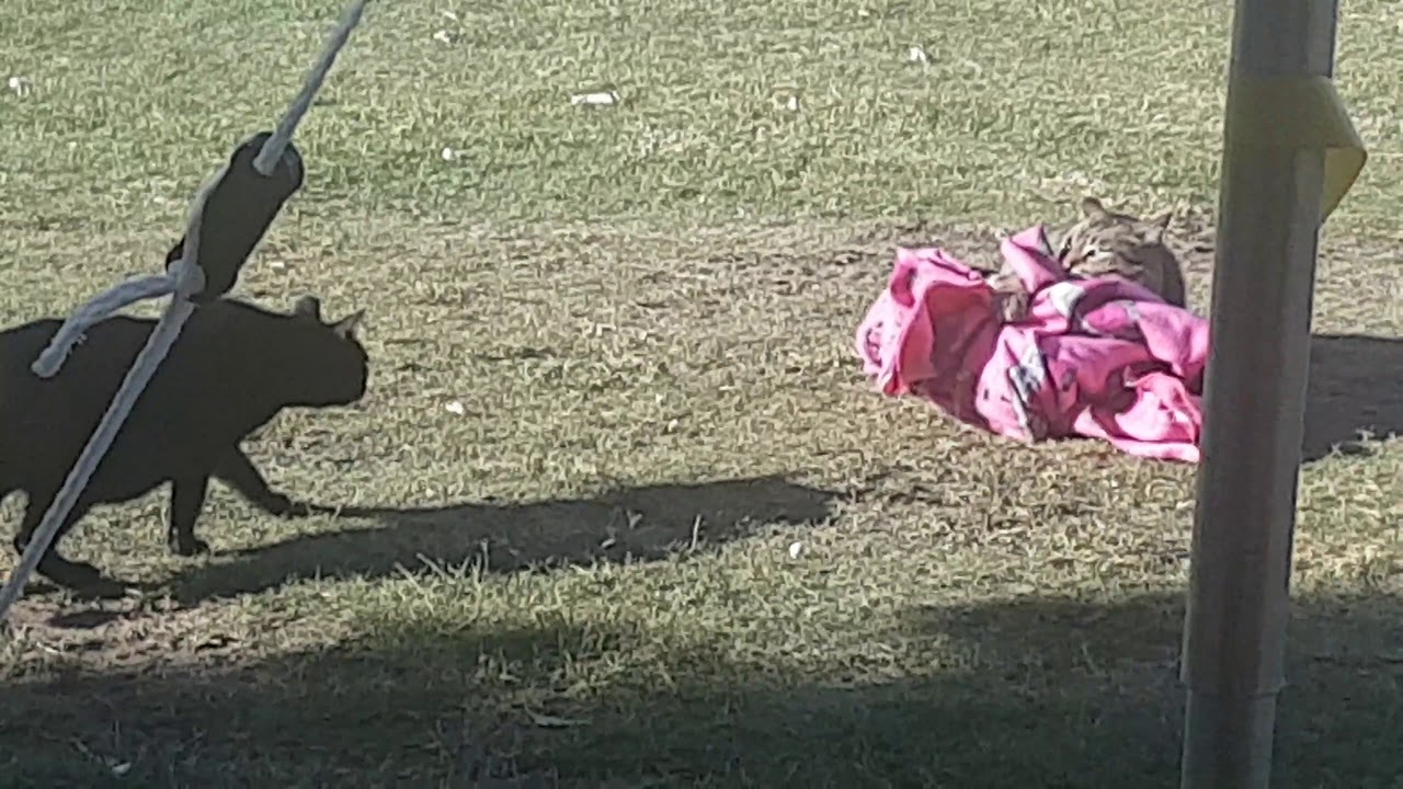 Step a away from the blankie. Ninny~Poo the Feral Cat gets it's first ...