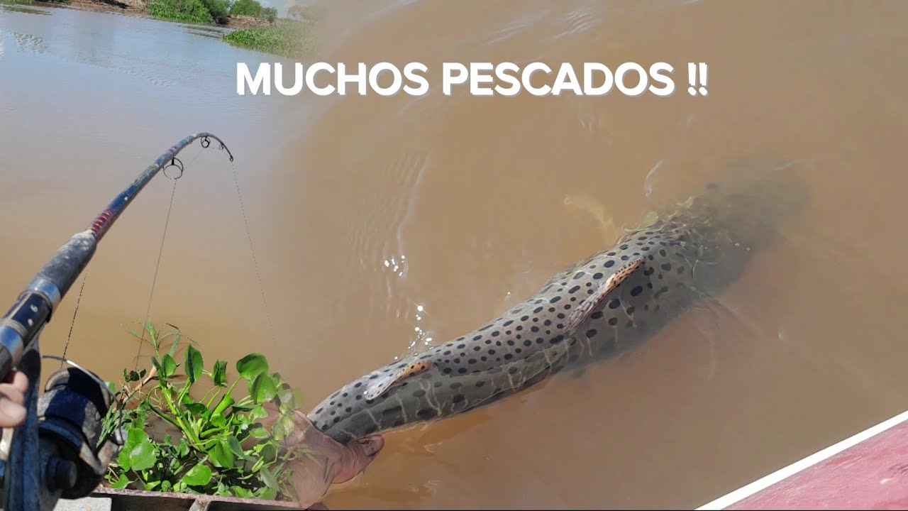 SALIERON LOS SURUBIES ! " TREMENDA PESCA " PESQUE DE TODO en este ...