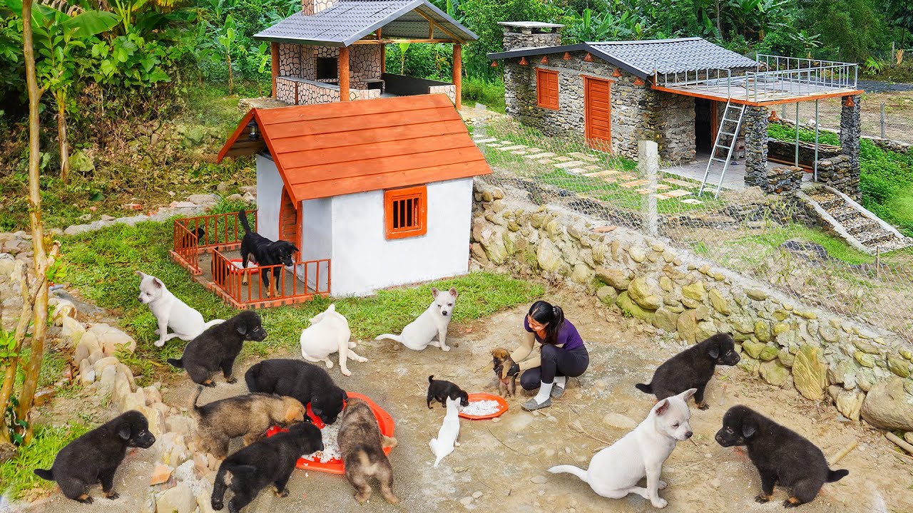 Building A Dogs House with Brick, Cement and Wood - Creative Dog House ...