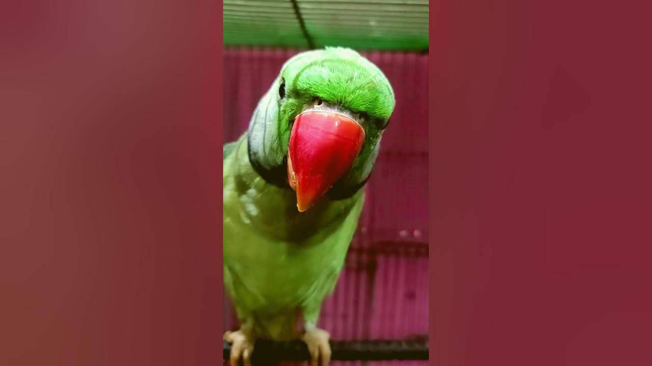 Parrots: Intelligent Birds with Remarkable Mimicry and Cognitive ...