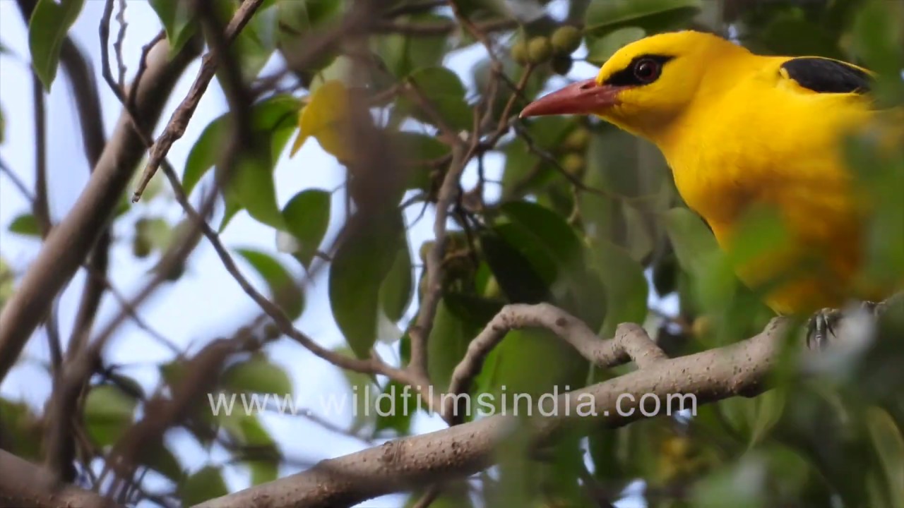 Indian Golden Oriole - Yellow and bright as a mango - peelak is one of ...