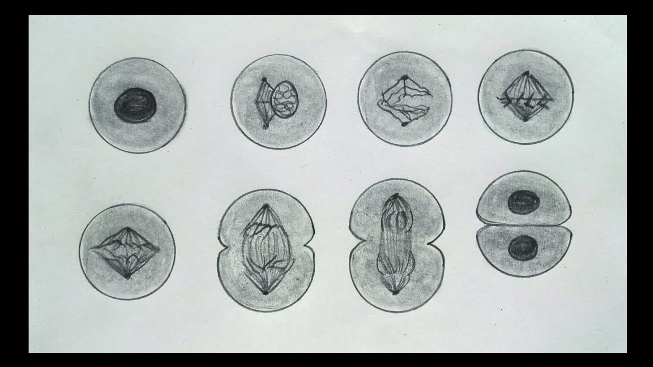Mitosis drawing easy || 9th biology practical 5.1 drawing mitosis - YouTube