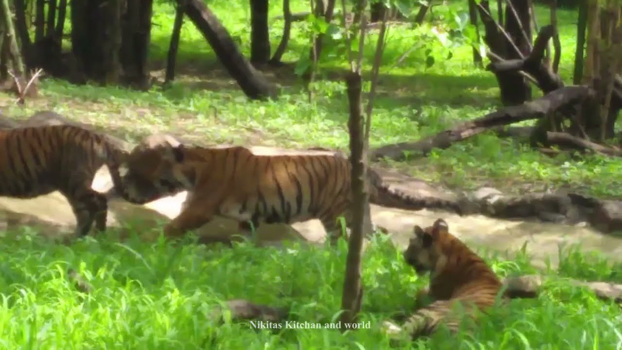 Tiger Cub Fighting - YouTube