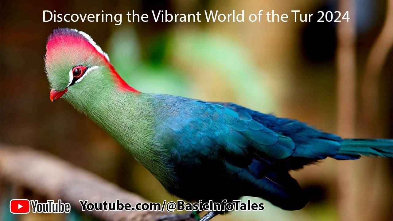 Discovering the Vibrant World of the Tur 2024 #shorts - YouTube