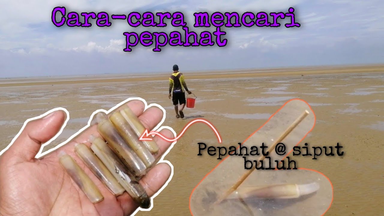 Cara-cara mencari pepahat@siput buluh - YouTube